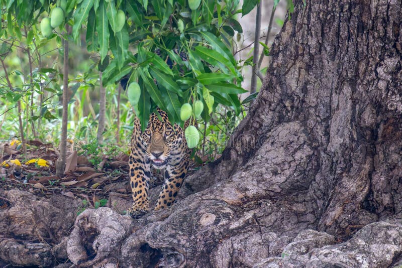 Jaguar at the Base of a Mango Tree in the Pantanal Stock Photo - Image ...