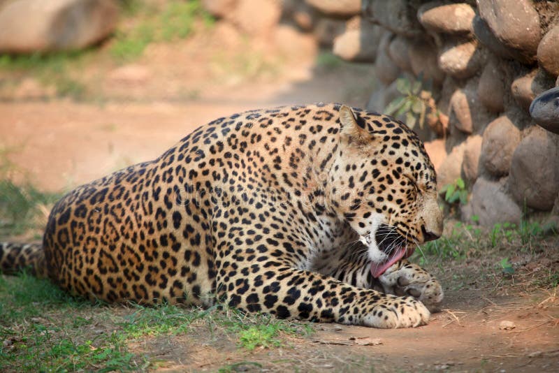 Jaguar stock photo. Image of cute, mammal, beautiful - 61761204