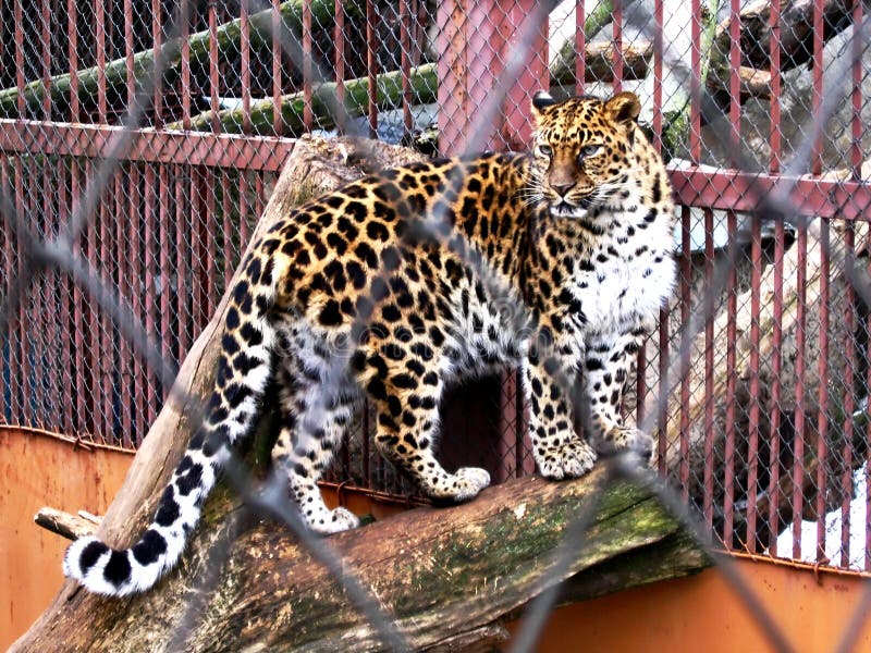 A jaguar is in a captivity stock photo. Image of nobody - 5520608
