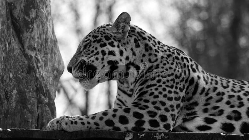 Jaguar Is A Cat A Feline In The Panthera Stock Image Image Of Amazonian Close 260086995
