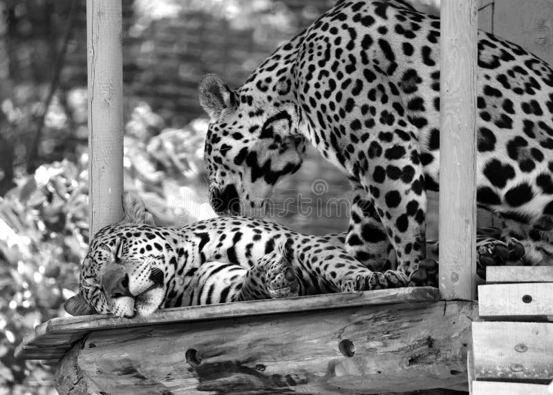 Jaguar Is A Cat A Feline In The Panthera Stock Image Image Of Carnivorous Pantera 322188241