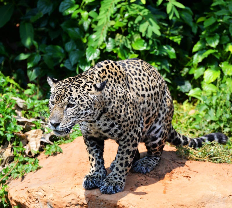 Jaguar stock image. Image of seattle, wildlife, wild - 52575225