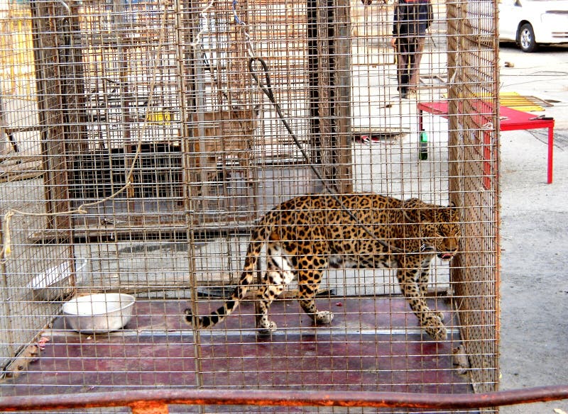 Jaguar in the cell stock photo. Image of chain, lean - 90008086