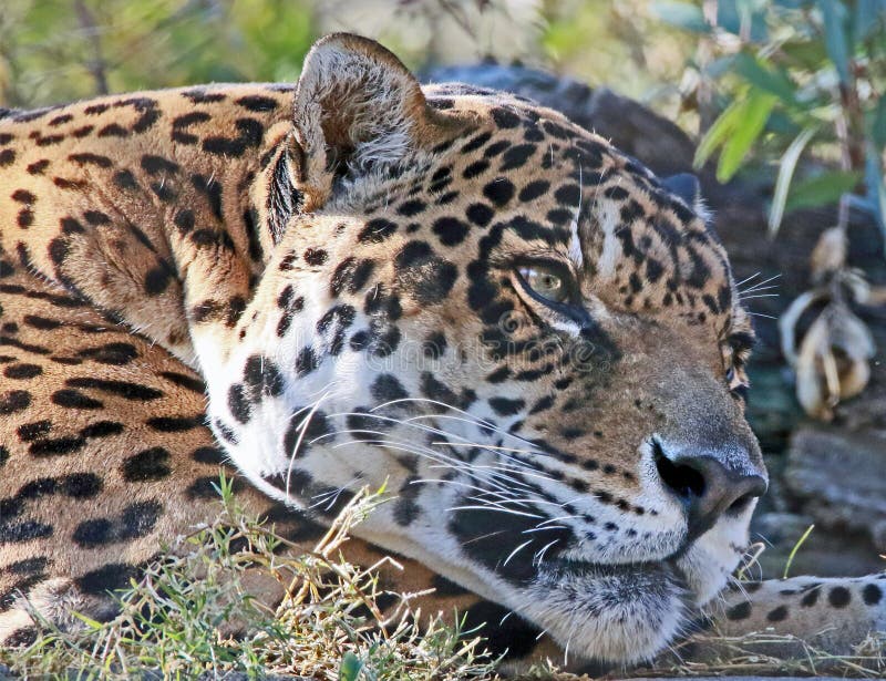 Jaguar stock photo. Image of central, carnivore, hunter - 67216660