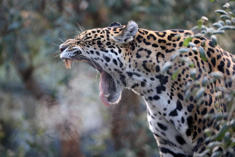 212 Jaguar Mouth Open Stock Photos - Free & Royalty-Free Stock Photos ...