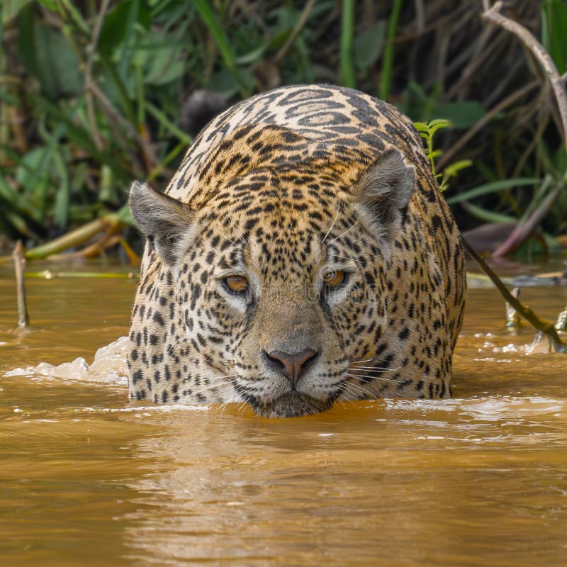 Jaguar Close Up Wading in a River Stock Image - Image of strength ...