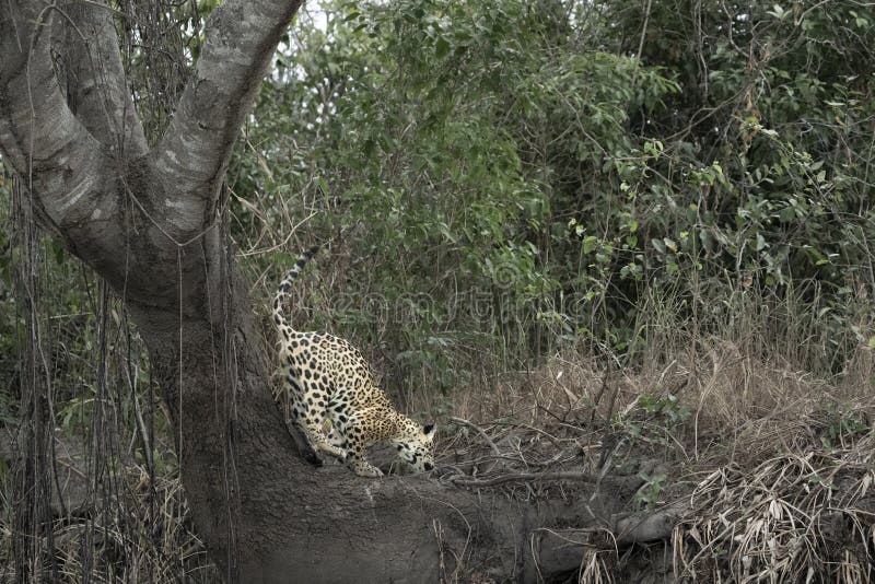 Jaguar coming down tree stock photo. Image of close - 346155444