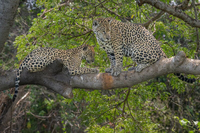 Jaguar and Cub - River Overlook Stock Image - Image of wildlife, brazil ...