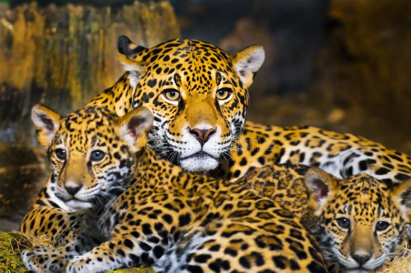 Jaguar Cubs stock image. Image of predator, color, jungle - 29253447