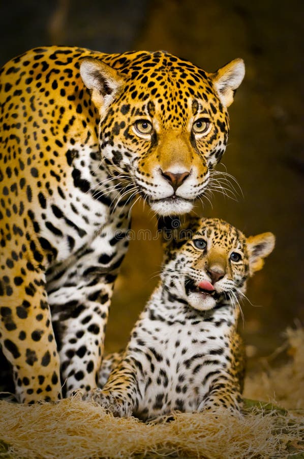622 Baby Jaguar Stock Photos - Free & Royalty-Free Stock Photos from ...