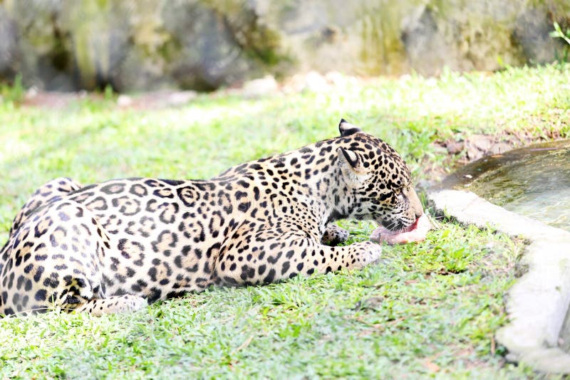 Jaguar Eating His Pray Stock Photos - Free & Royalty-Free Stock Photos ...