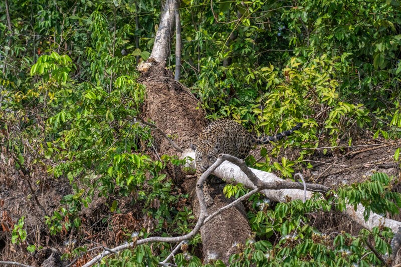 Jaguar on a fallen tree stock photo. Image of nature - 372476382