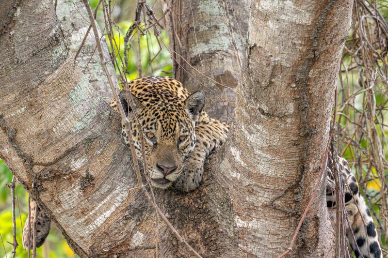 Jaguar in the Fork of a Tree Stock Image - Image of animal, spotted ...