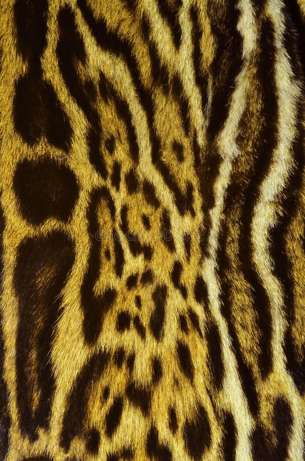 Jaguar Fur Background Texture Pattern Stock Photo - Image of closeup ...