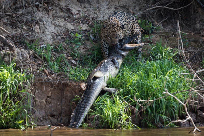 Jaguar Dragging Dead Yacare Caiman Through Undergrowth Stock Image ...