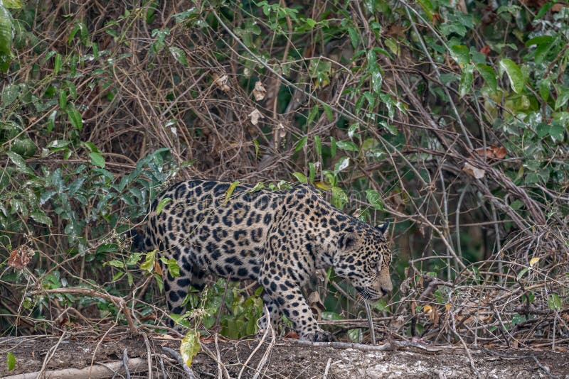 Jaguar Hunting Along the River S Edge Stock Image - Image of close ...