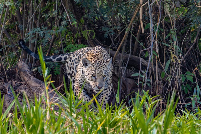 Jaguar Hunting in the Jungle of the Pantanal Stock Image - Image of ...