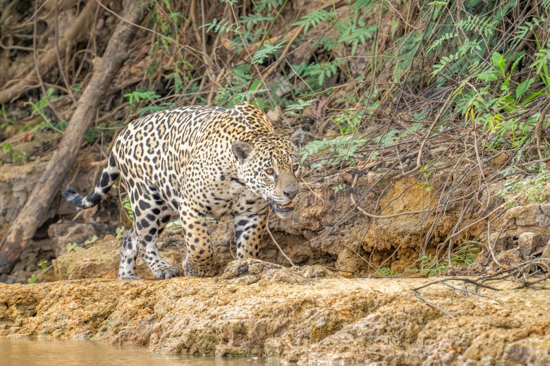 Jaguar Hunting in the Jungle Stock Image - Image of front, wildlife ...