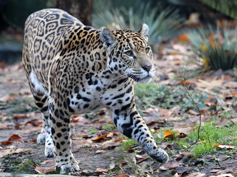 Jaguar stock image. Image of peru, animal, nature, forest - 107512553