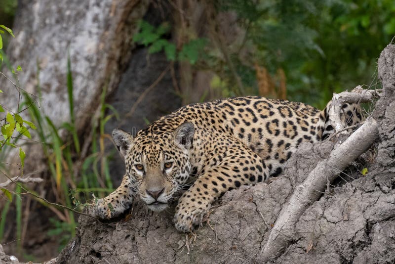 Jaguar Lying at the Base of a Fallen Tree Stock Image - Image of full ...