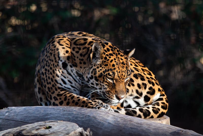 Jaguar stock photo. Image of leopard, look, animal, wildlife - 299458094
