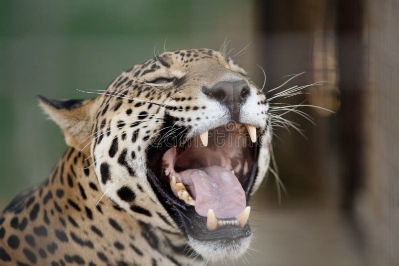 Jaguar Mouth Open stock photo. Image of yawn, teeth, roaring - 16132128
