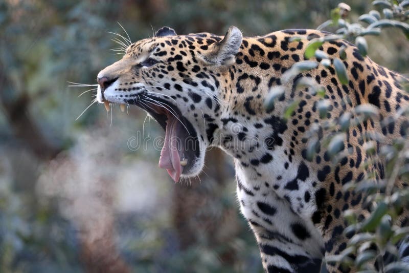212 Jaguar Mouth Open Stock Photos - Free & Royalty-Free Stock Photos ...