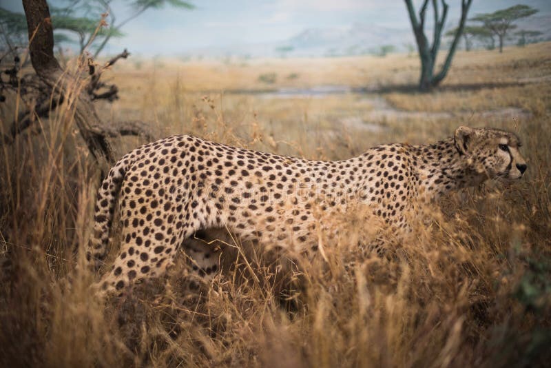 Erdmutter Stock Photos - Free & Royalty-Free Stock Photos from Dreamstime