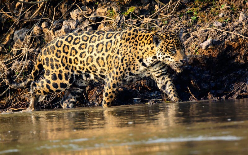 Jaguar Stalking Prey stock image. Image of dangerous - 31914849