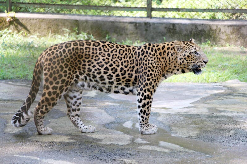 Jaguar / Panther - O Felino Amazônico Visto No Zoo Imagem de Stock ...
