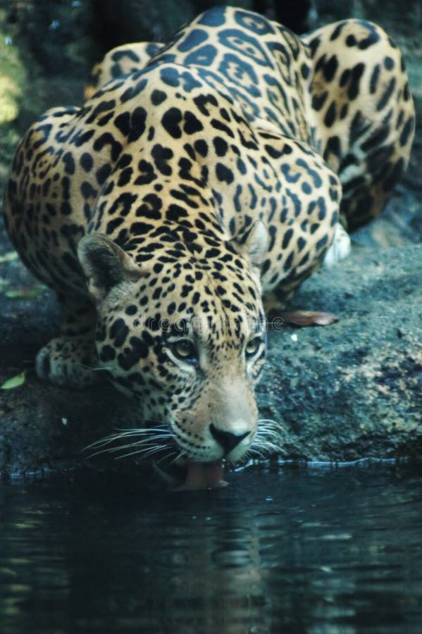 Jaguar - Panthera onca stock image. Image of jaguar, felines - 2272679