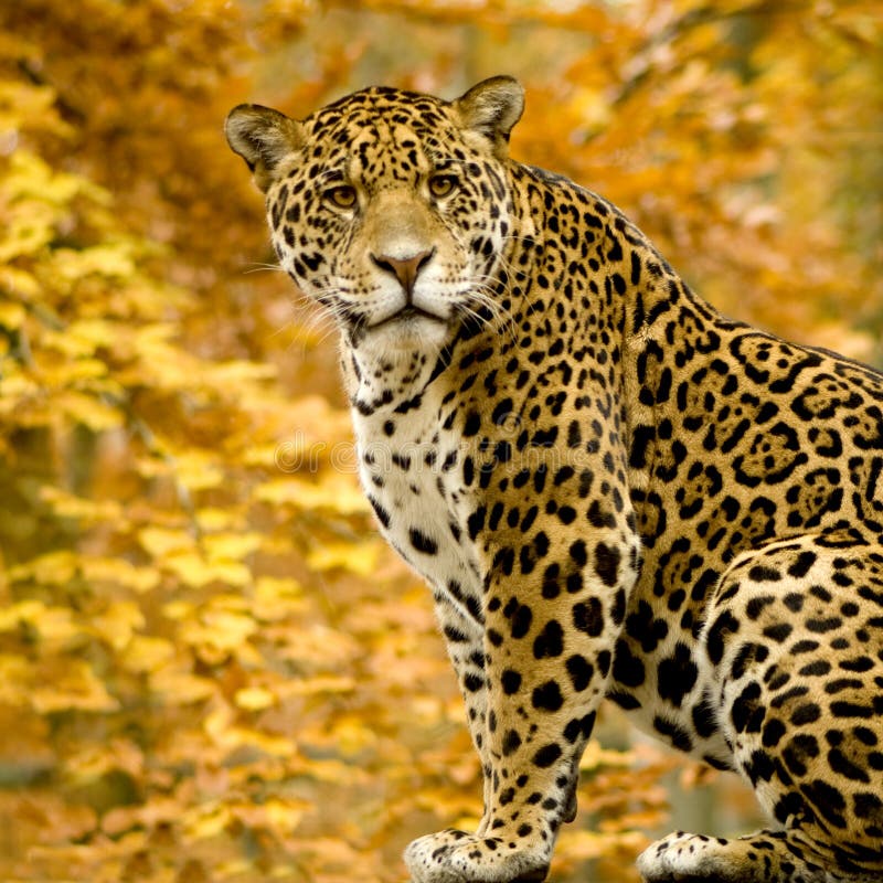 Jaguar - Panthera onca stock photo. Image of feline, hunter - 3688018