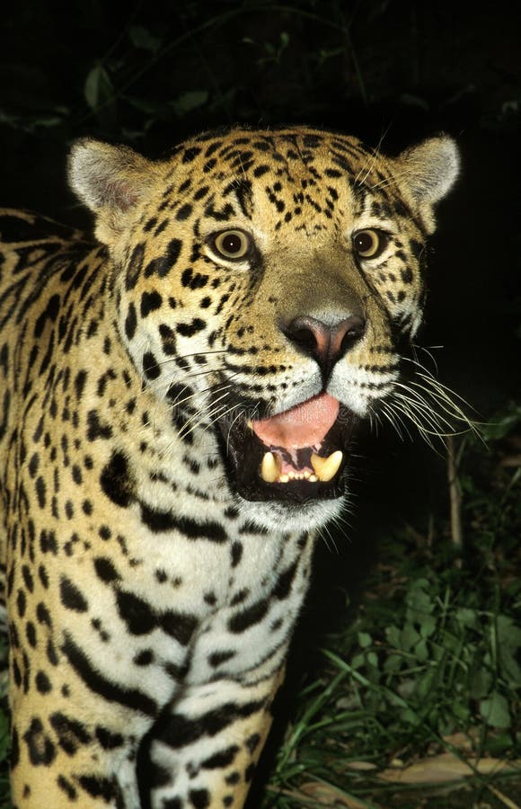 249 Jaguar Mouth Open Stock Photos - Free & Royalty-Free Stock Photos ...