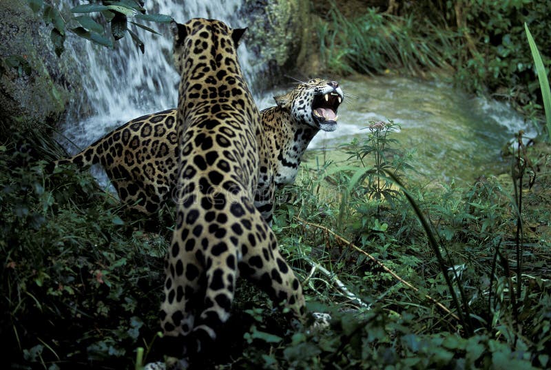 Jaguar Fighting with Yacare Caiman in River Stock Image - Image of ...