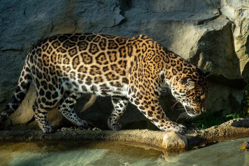 The Jaguar Panthera Onca is a Big Cat Stock Image - Image of hunter ...