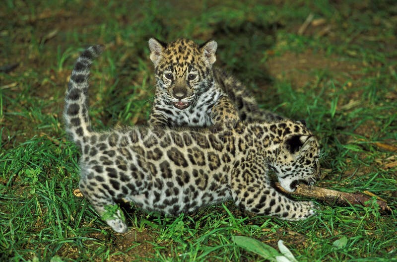 Jaguar, Panthera Onca, Cub Playing Stock Image - Image of animals ...