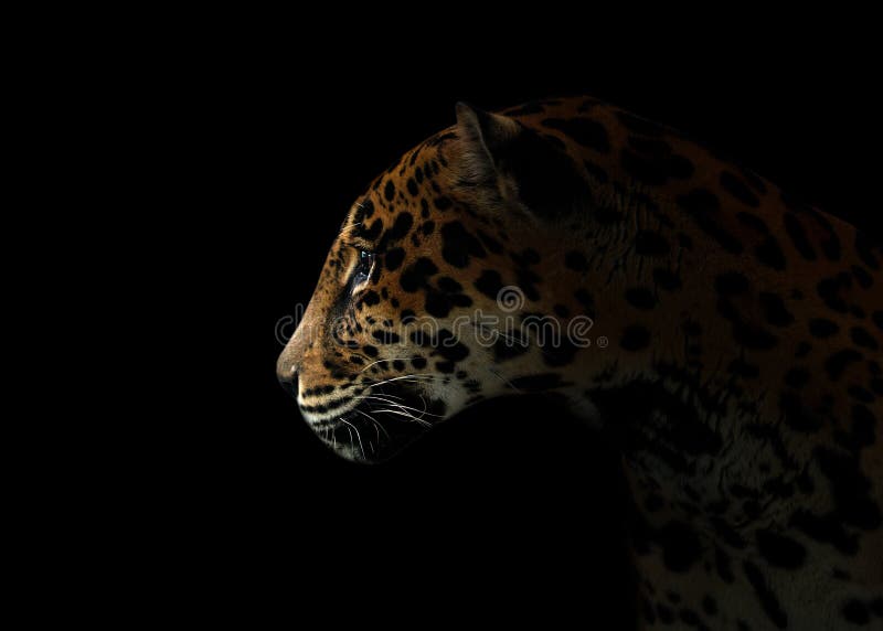 Jaguar ( Panthera Onca ) Isolated Stock Photo - Image of yellow, animal ...