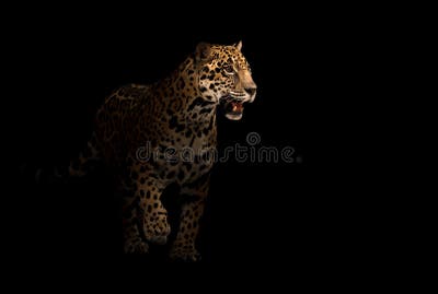 1,516 Dark Panthera Black Women Stock Photos - Free & Royalty-Free ...