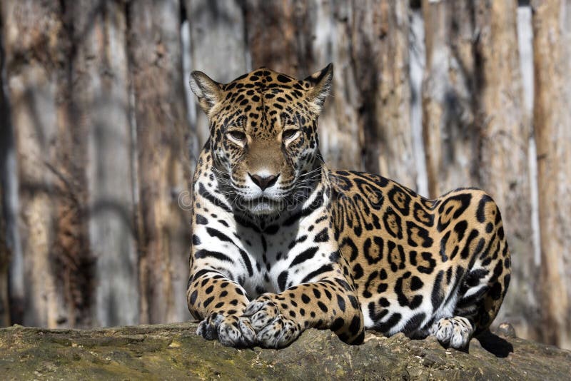 Jaguar, Panthera Onca, is the Largest American Feline, Guatemala Stock ...