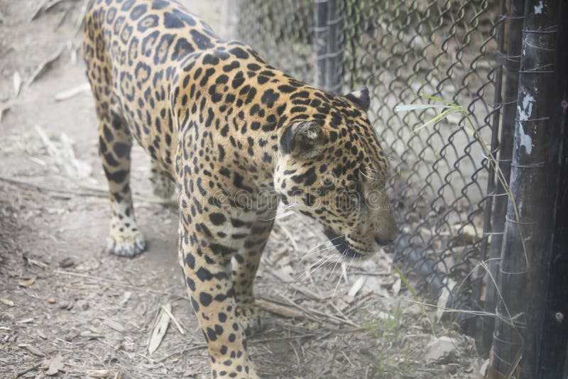 Animal Pacing Cage Stock Photos - Free & Royalty-Free Stock Photos from ...