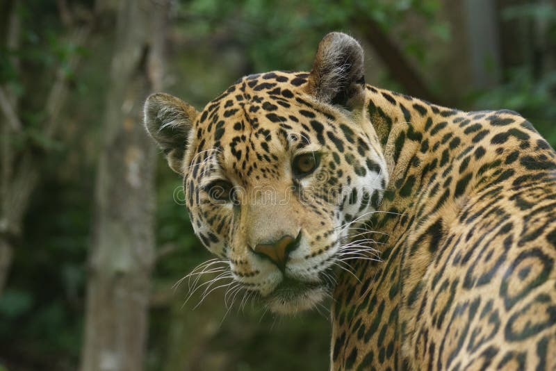 Jaguar - Panthera onca stock photo. Image of carnivore - 36883696