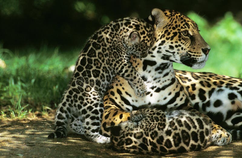 JAGUAR Panthera Onca, MOTHER PLAYING with CUB Stock Image - Image of ...