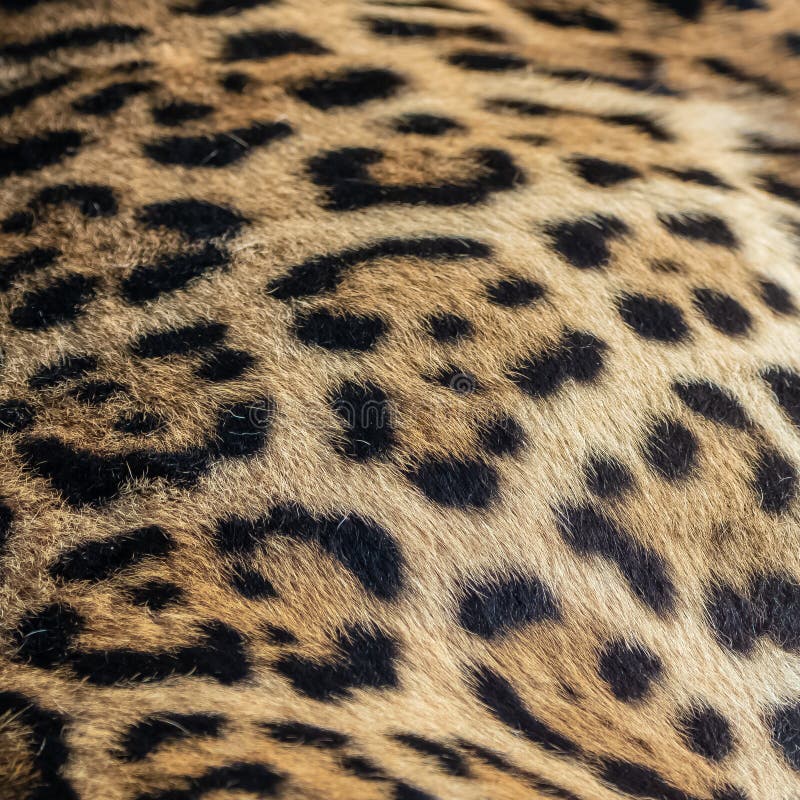 Jaguar, Pattern on the Skin Stock Photo - Image of danger, leopard ...