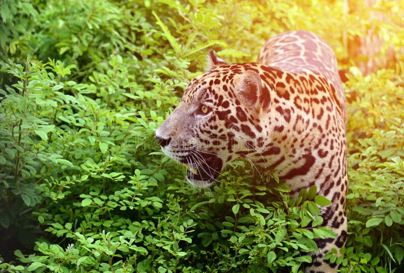 Black Jaguar Ray Stock Photos - Free & Royalty-Free Stock Photos from ...