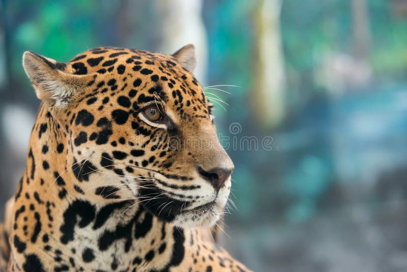 Jaguar ( Panthera onca ) stock image. Image of yellow - 43168541