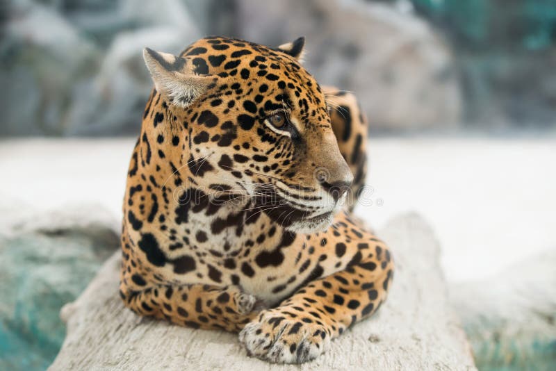 Jaguar ( Panthera Onca ) Isolated Stock Photo - Image of yellow, animal ...