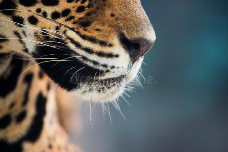 Jaguar ( Panthera Onca ) Isolated Stock Photo - Image of yellow, animal ...