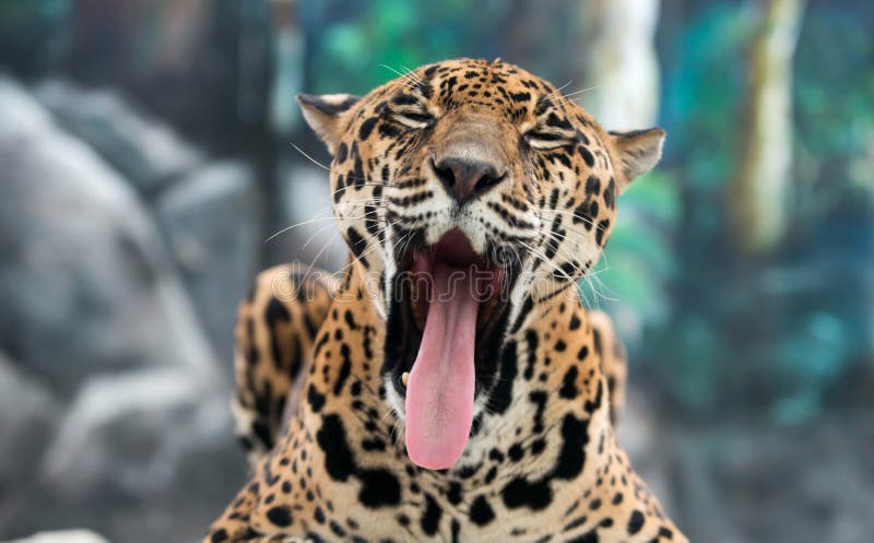 Jaguar ( Panthera Onca ) Isolated Stock Photo - Image of yellow, animal ...