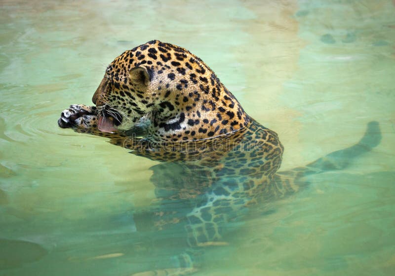 Jaguar playing stock photo. Image of water, jaguar, animal - 5789760