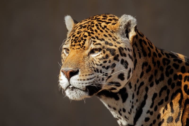 Eye of the Jaguar stock photo. Image of nature, calm, african - 1821278